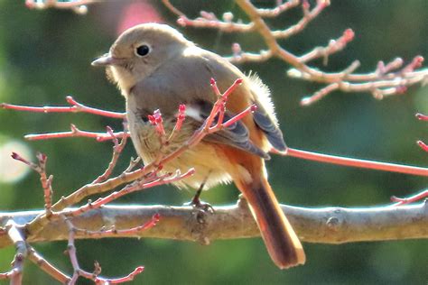 里山の野鳥観察谷や川に白腹百舌翡翠など 野鳥観察写真63のブログ