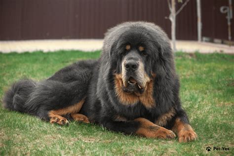 Самая большая порода собак в мире фото с названиями Топ самых больших пород собак