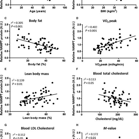 Nampt Protein Levels In Human Skeletal Muscle Declines With Increasing Download Scientific