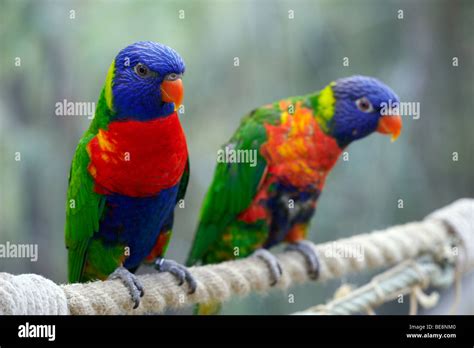 Rainbow Lorikeet Trichoglossus Haematodus Australian Parrot Bird