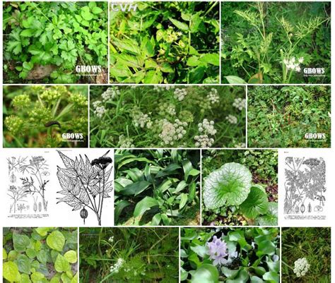 卵叶水芹oenanthe Rosthornii拉丁名学名属名科名植物生活型图片
