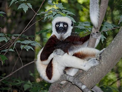The Beloved Jovian Pictured At The Duke Lemur Center