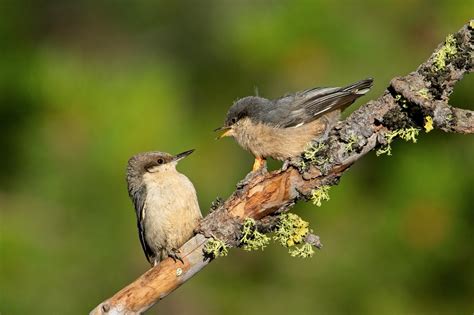 Official Site Of The Oregon Birding Association