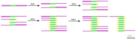 Polymerase Chain Reaction Simple