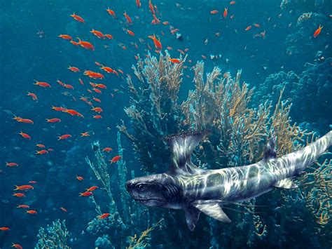 Fossil Of Giant Extinct Shark Found On Seafloor Deals
