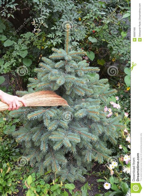 Doe Spinmijten In Pijnboombomen Met Van De Hand Bezem Spinnenweb Stock