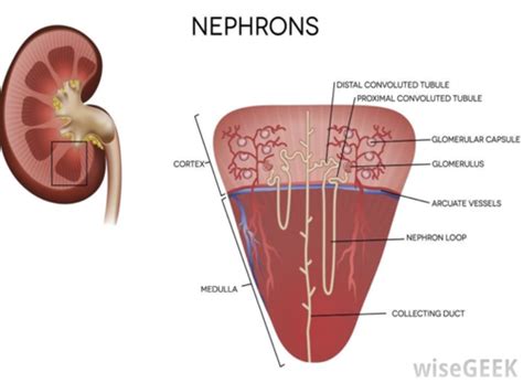 Nephro Pathophys Lect 1 Flashcards Quizlet