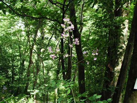 金剛山花だよりシキンカラマツ