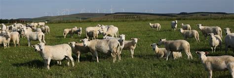 New Northumberland Farmer Network Agricology