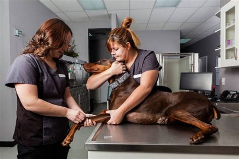 Endoscopia Em Gatos Amparo Veterinaria ﻿clínica Veterinária Em Brasília