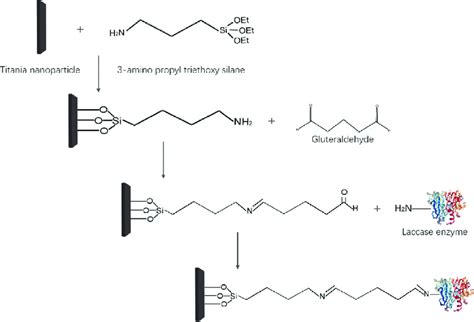 Immobilization Of Laccase Onto Titania Nanoparticle Adapted From Download Scientific Diagram
