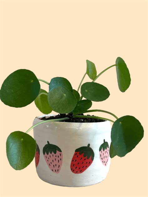 Ufo Plant In Howdy Strawberri Planter Plant Party