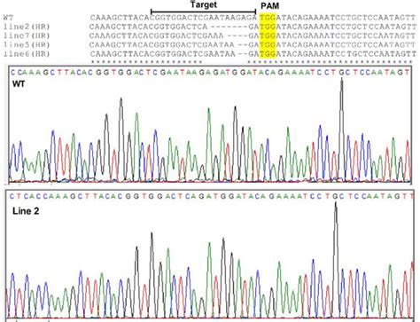 Targeted Mutagenesis In Potato Using The Crisprcas9 System Deletions