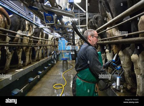 A Farmer Milks His Cows At A Farm In Cornwall The Price Paid To Farmers For Milk Has Been