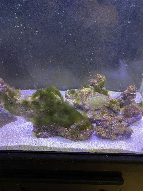 Gha Issue Please Help Details In Comments Rreeftank