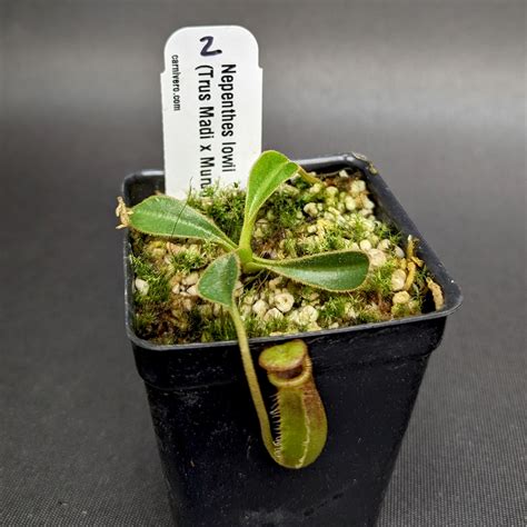 Nepenthes Lowii