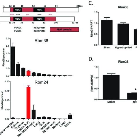 Rbm38 Knockout Mice Have Hematopoietic Defects A RT PCR Of Rbm38 MRNA