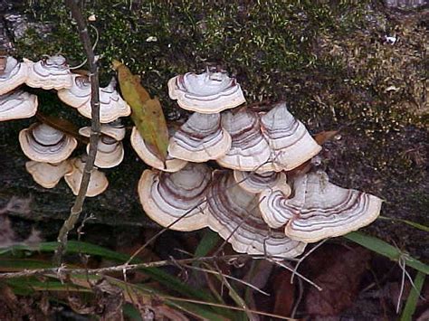 Shelf Mushroom Identification