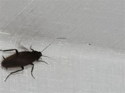 집에 대왕바퀴벌레생겼어요 지식in