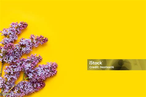 노란색 배경 플랫 레이에 라일락 꽃 보라색 꽃과 잎 상단 보기입니다 봄 여름 밝은 다채로운 배경에 아름다운 식물을 피는 카피