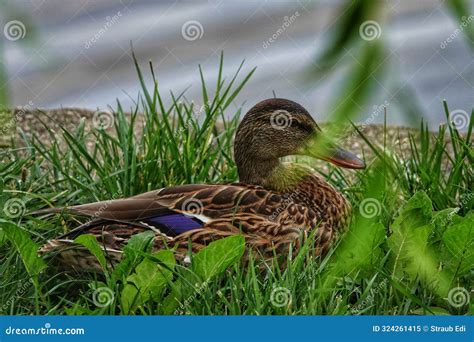 Flora And Fauna Of Morarilor Park Female Of Mallard Duck Stock Image