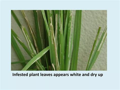 Pests Of Paddy 1 Pptx