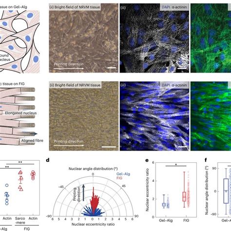 Structural Electrophysiological And Contractile Properties Of