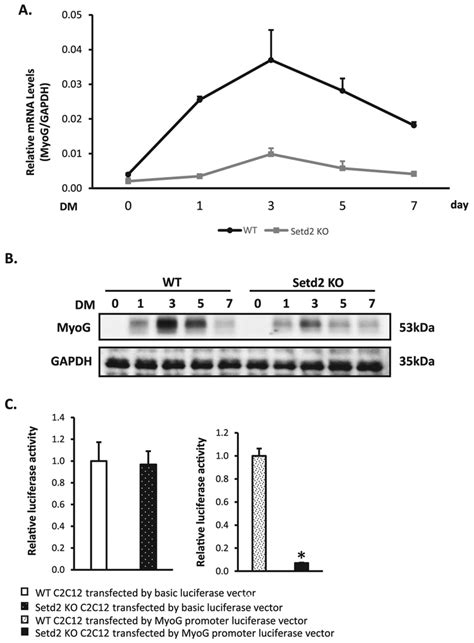 Histone Methyltransferase Setd2 Is Critical For The Proliferation And