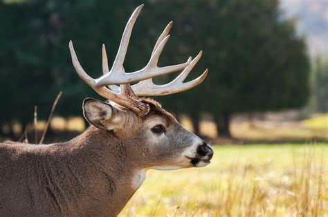 How To Tell If A Deer Is Pregnant