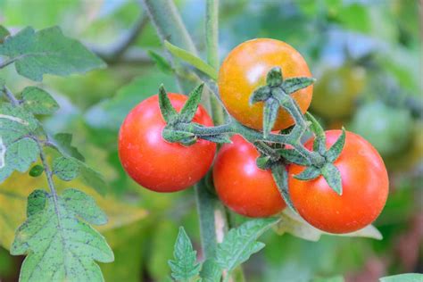Do Cherry Tomatoes Need A Trellis Supporting Your Growing Plants
