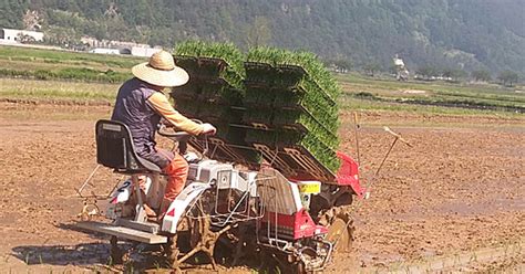 정선군 포트육묘 농법 모내기 시작