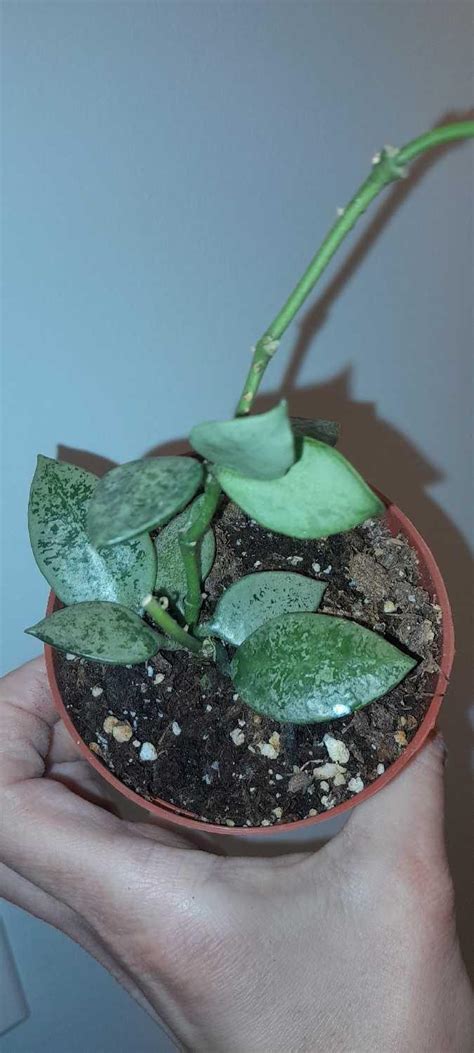 Best Hoya Lacunosa Leopard Skin For Sale In Winkler Manitoba For 2025