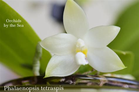 Phalaenopsis Tetraspis Orchids By The Sea