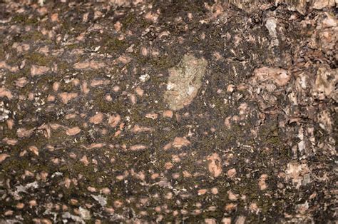 Premium Photo Tree Bark Seamless Tileable Texture