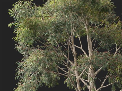 Eucalyptus Globulus Southern Blue Gum 3d Model Download Trees On