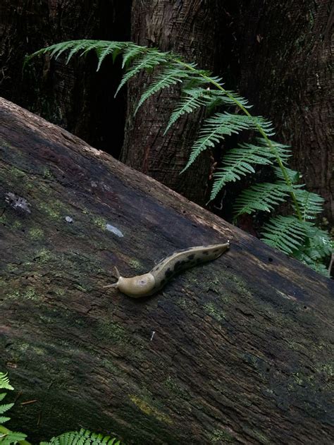 Banana Slug 🐌 Slug Bug Aesthetic Swamp Animals Banana Slug In