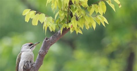 쉬고 있는 청딱따구리