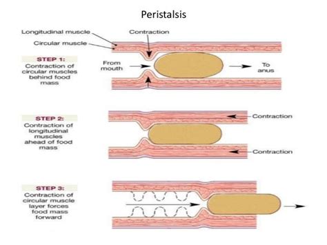 Digestion Igcse