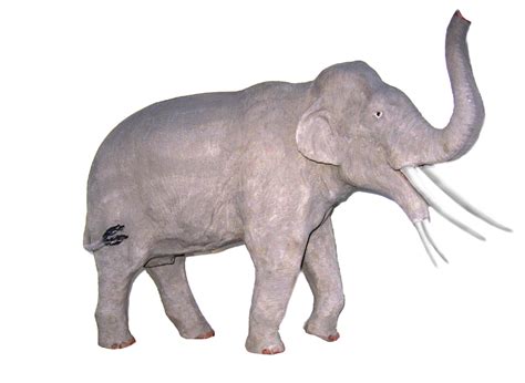 Stegoloxodon Celebensis Peragaan Museum Geologi