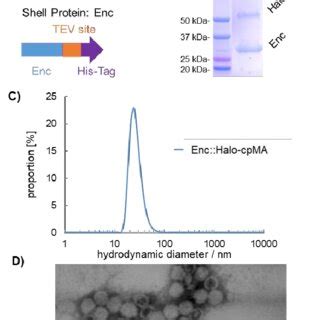 Overview And Characterization Of The Designed Protein Constructs A