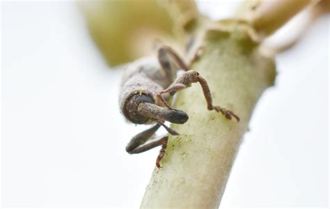 Premium Photo Close Up Of Grasshopper On Rusty Metal