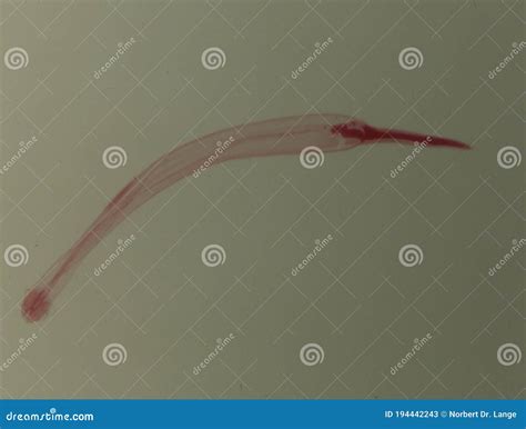 Blood Sucking Leech Stock Image Image Of Molluscs Segments 194442243