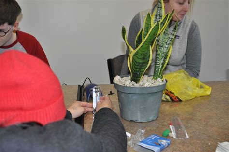 How To Purify Your Air With Hacked Plants PublicLab ZBoratory Gretchengehrke Lizbarry