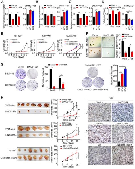 Linc01554 Mediated Glucose Metabolism Reprogramming Suppresses