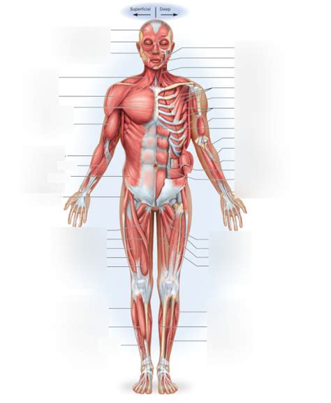 Lab Exam Pt 5 Diagram Quizlet