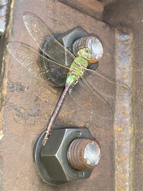 Holy Crap That Is Huge Bug Rlongbeach