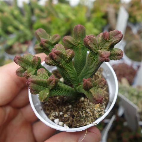 Crassula Pyramidalis