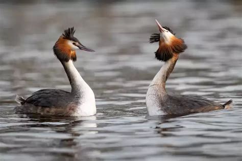 Grèbe Huppé P Cristatus Tout Savoir Sur Cet Oiseau