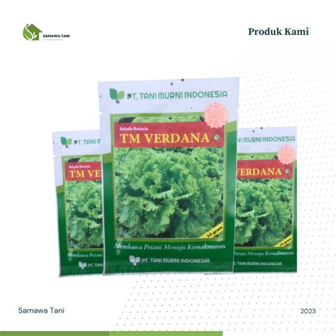 Jual Benih Selada Batavia Selada Keriting Hijau TM Verdana PT Tani Murni Indonesia Shopee