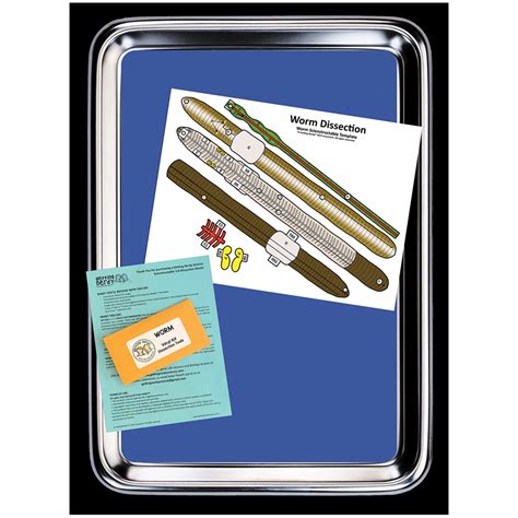 Scienstructable 3d Dissection Model® Earthworm Vinyl Manipulative And Digital Classroom Set